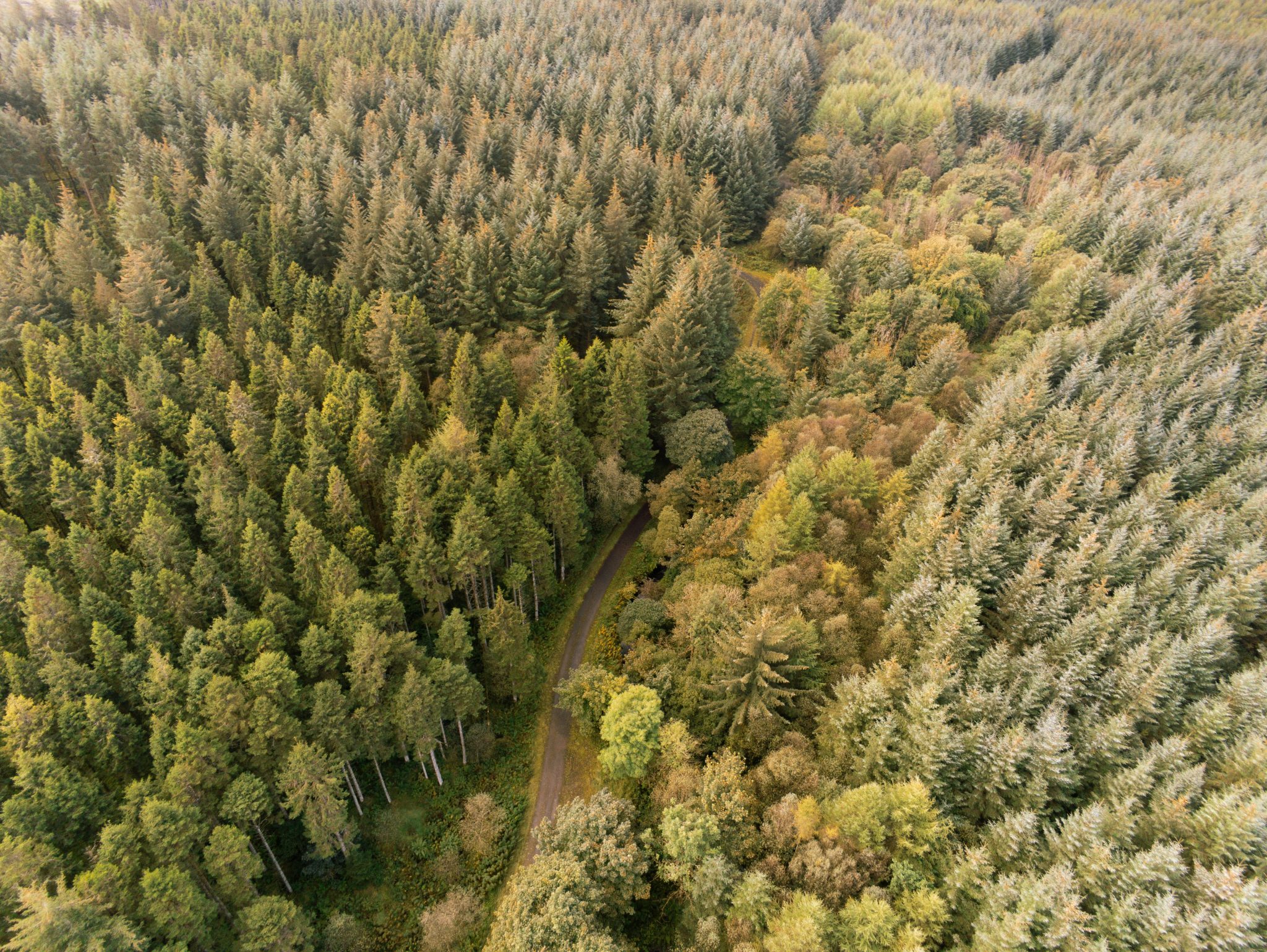 Why Deep Forest Birds Can’t Cross Roads - 10,000 Birds