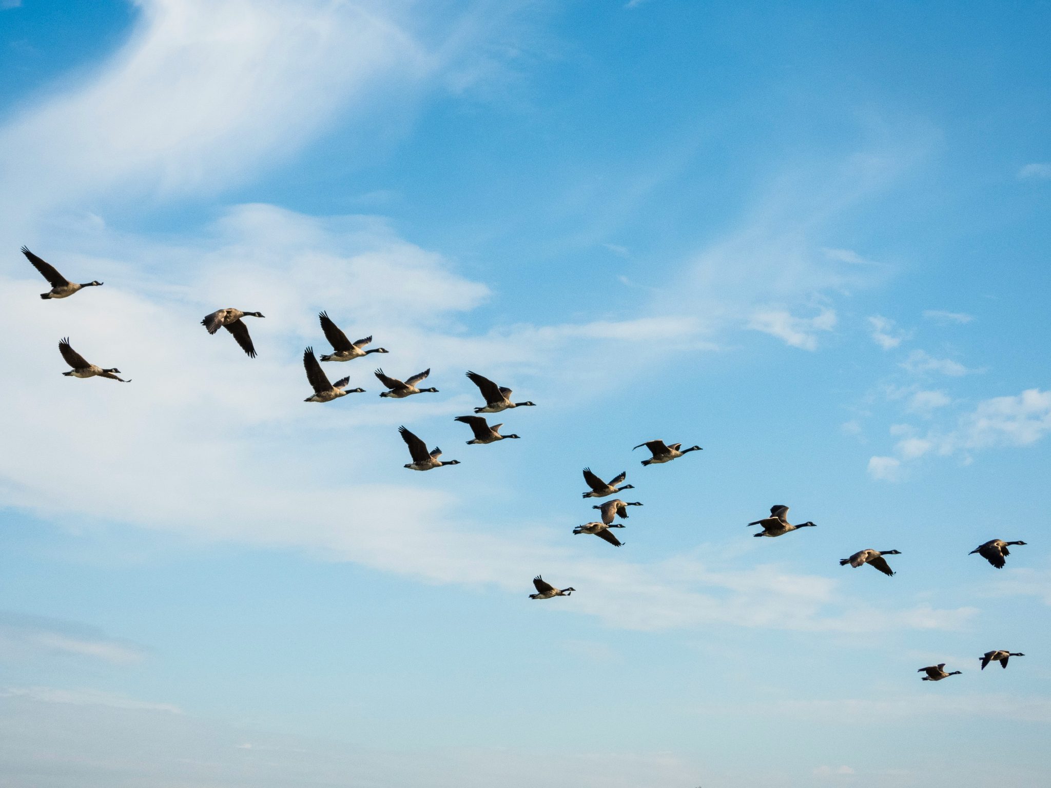 Why Deep Forest Birds Can’t Cross Roads - 10,000 Birds