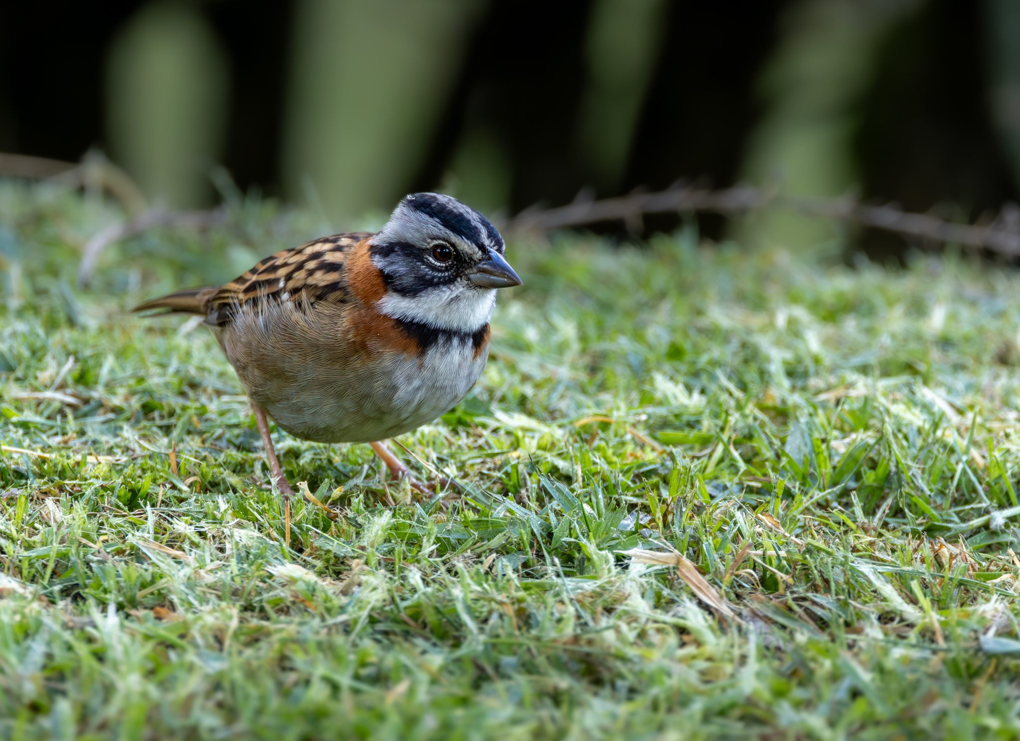 Flavours, Feathers and Forests