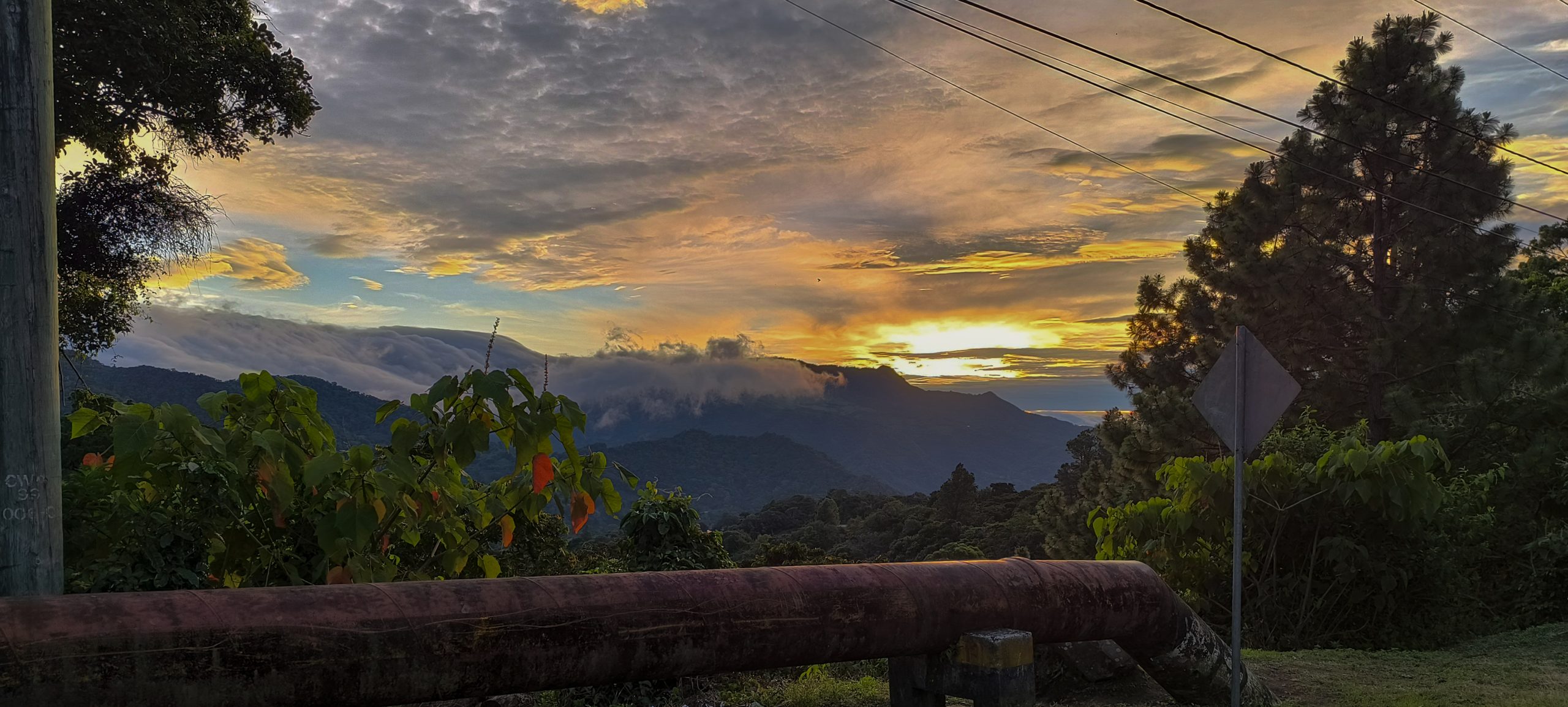 Flavours, Feathers and Forests