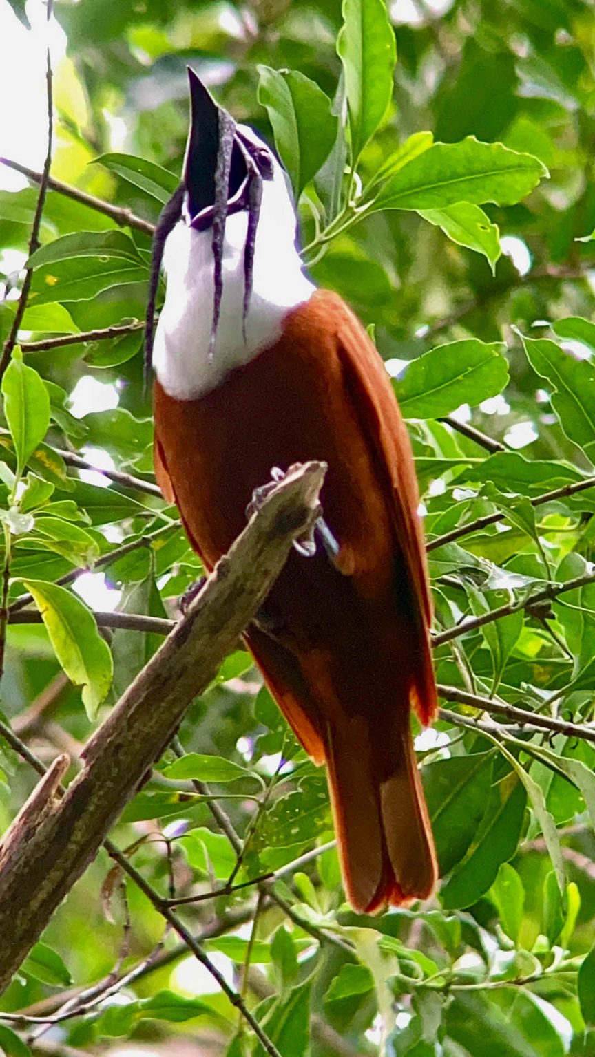 Bird Guides of the World: Jason Lara, Panama - 10,000 Birds