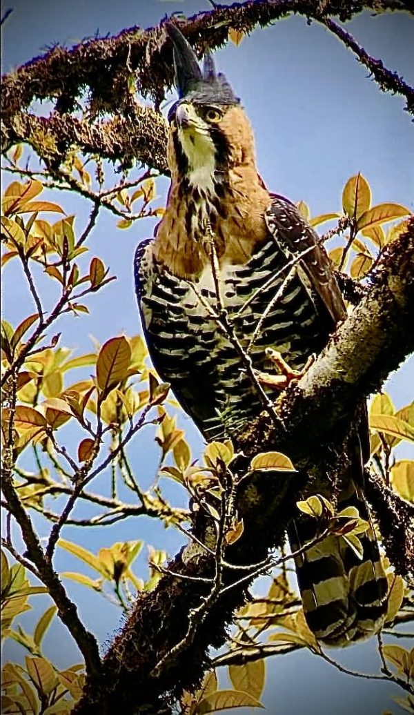 Bird Guides of the World: Jason Lara, Panama - 10,000 Birds