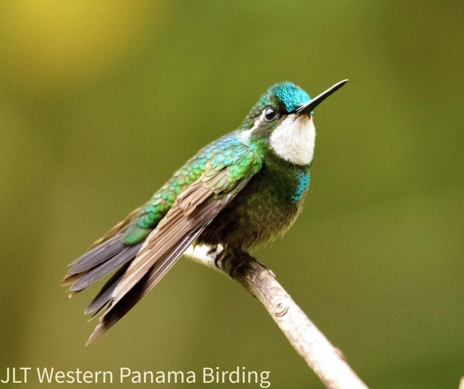 Bird Guides of the World: Jason Lara, Panama - 10,000 Birds