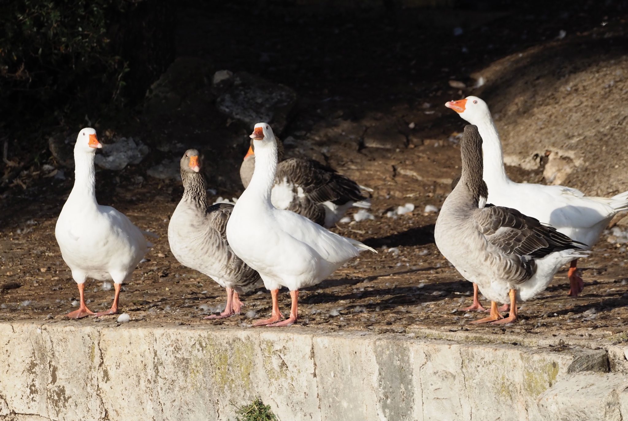 A Partridge in a Pear Tree - 10,000 Birds