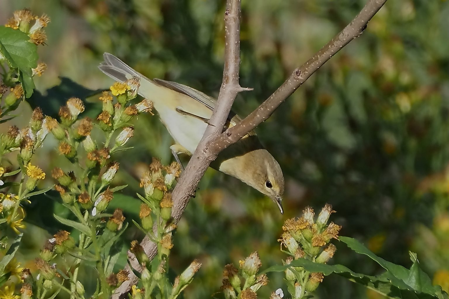 Birding Barcelona - 10,000 Birds