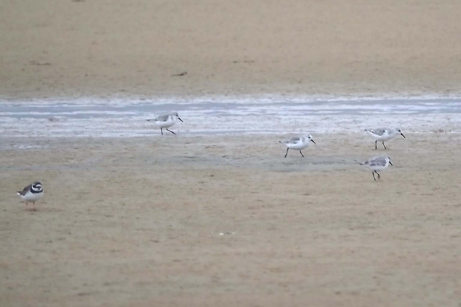 Birding Playa de los Lances in Southern Spain - 10,000 Birds
