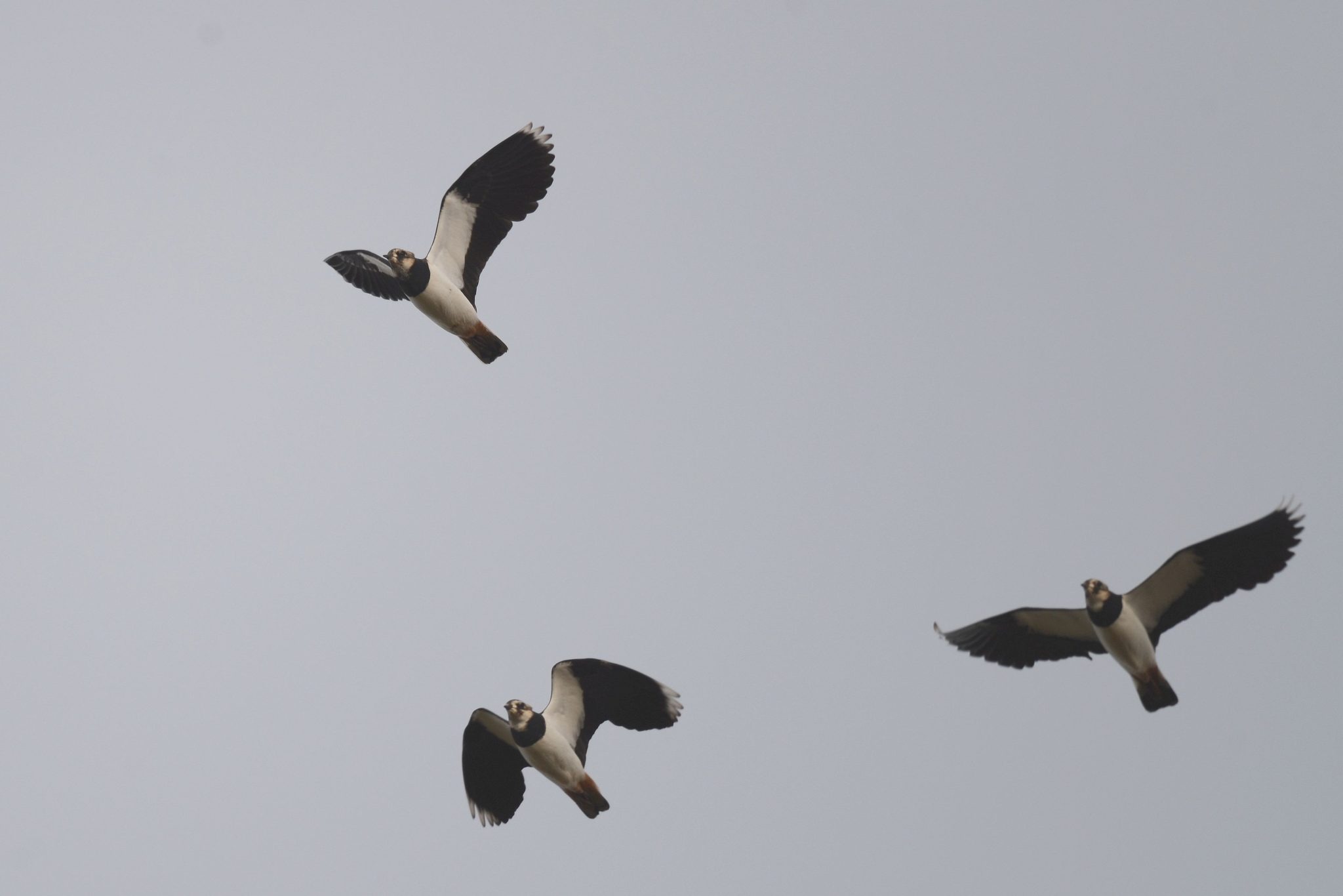 Birding Port Meadow, Oxford - 10,000 Birds
