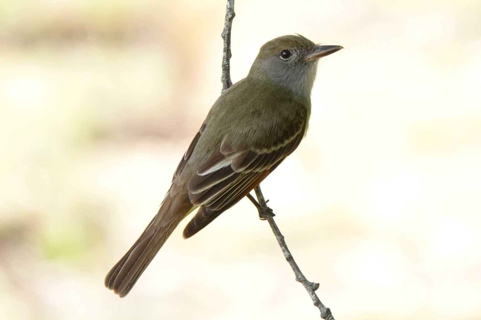 Interviews with 10,000 Birds Writers - Mary Alice Hayward - 10,000 Birds