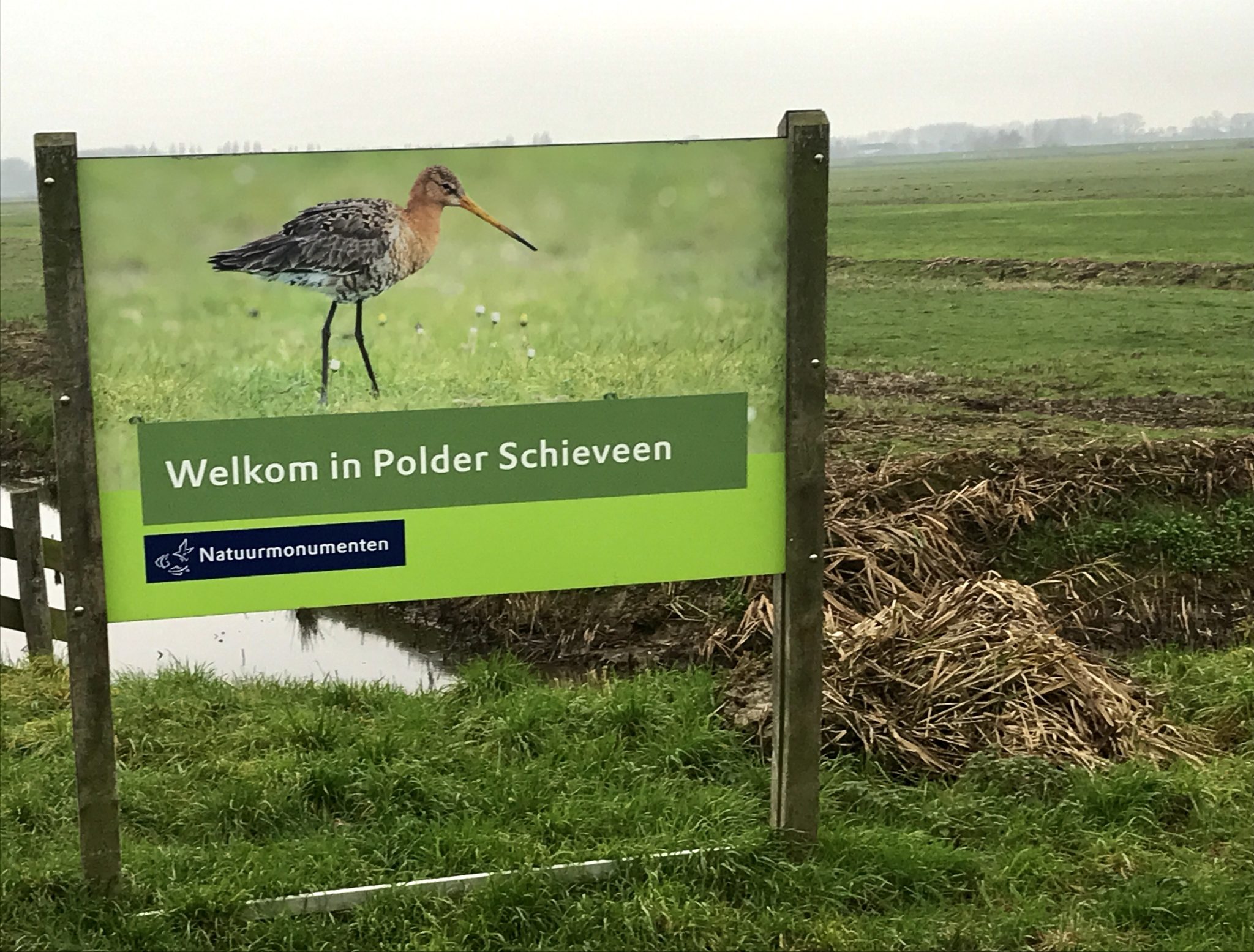 Polder - 10,000 Birds