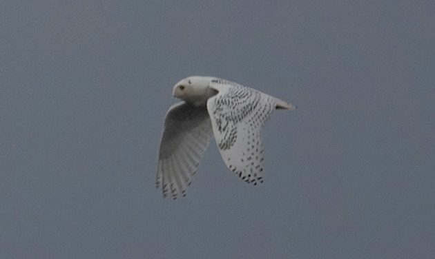 Snowy Owl Chase in Oregon - 10,000 Birds
