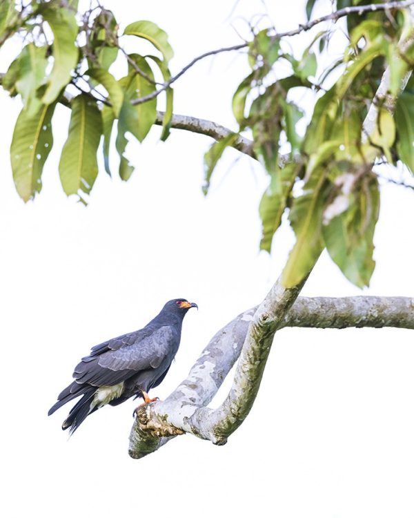 A Tale of Two Kites - 10,000 Birds