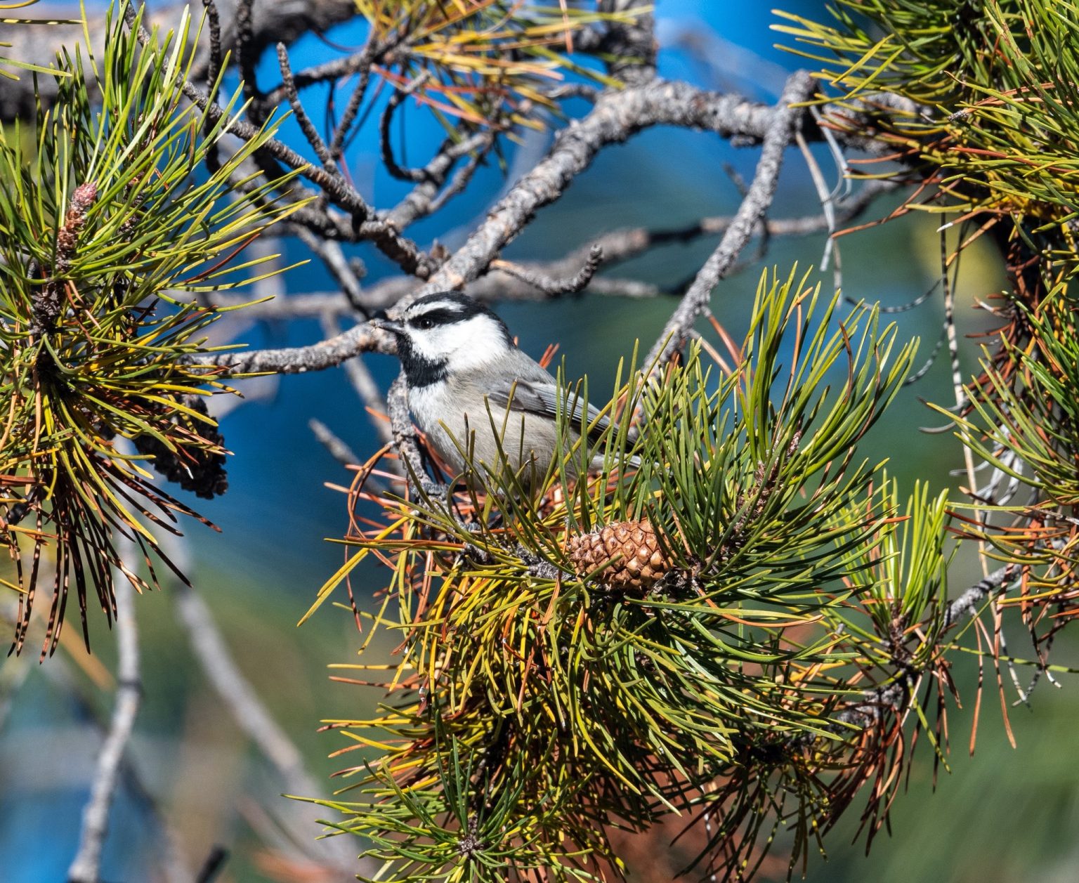 Christmas Bird Count - Sunriver, Oregon - 10,000 Birds