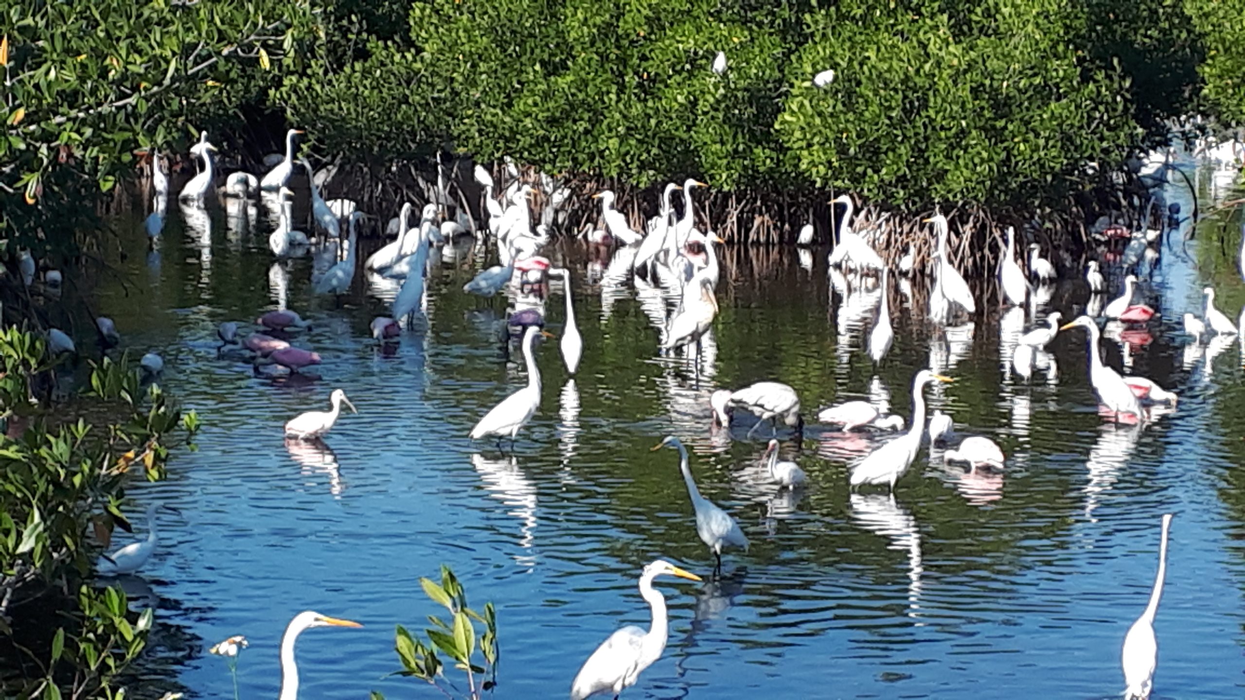 What a crowd! - 10,000 Birds