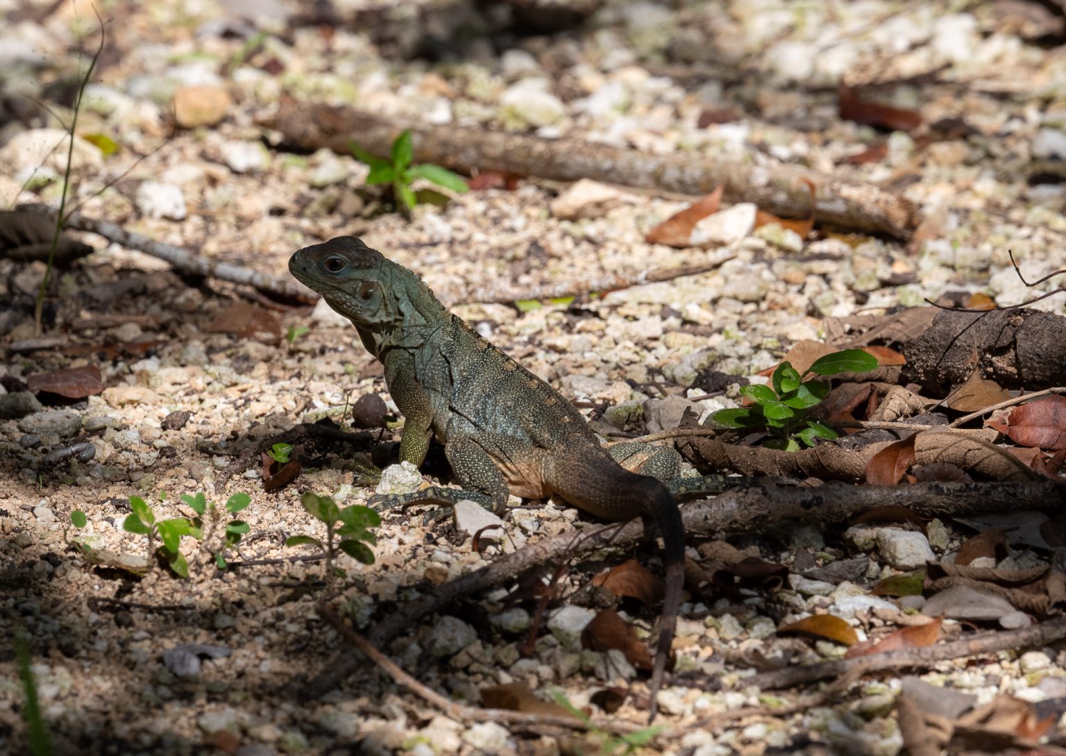 Hannah And Erik Go Birding: One Day In Grand Cayman - 10,000 Birds