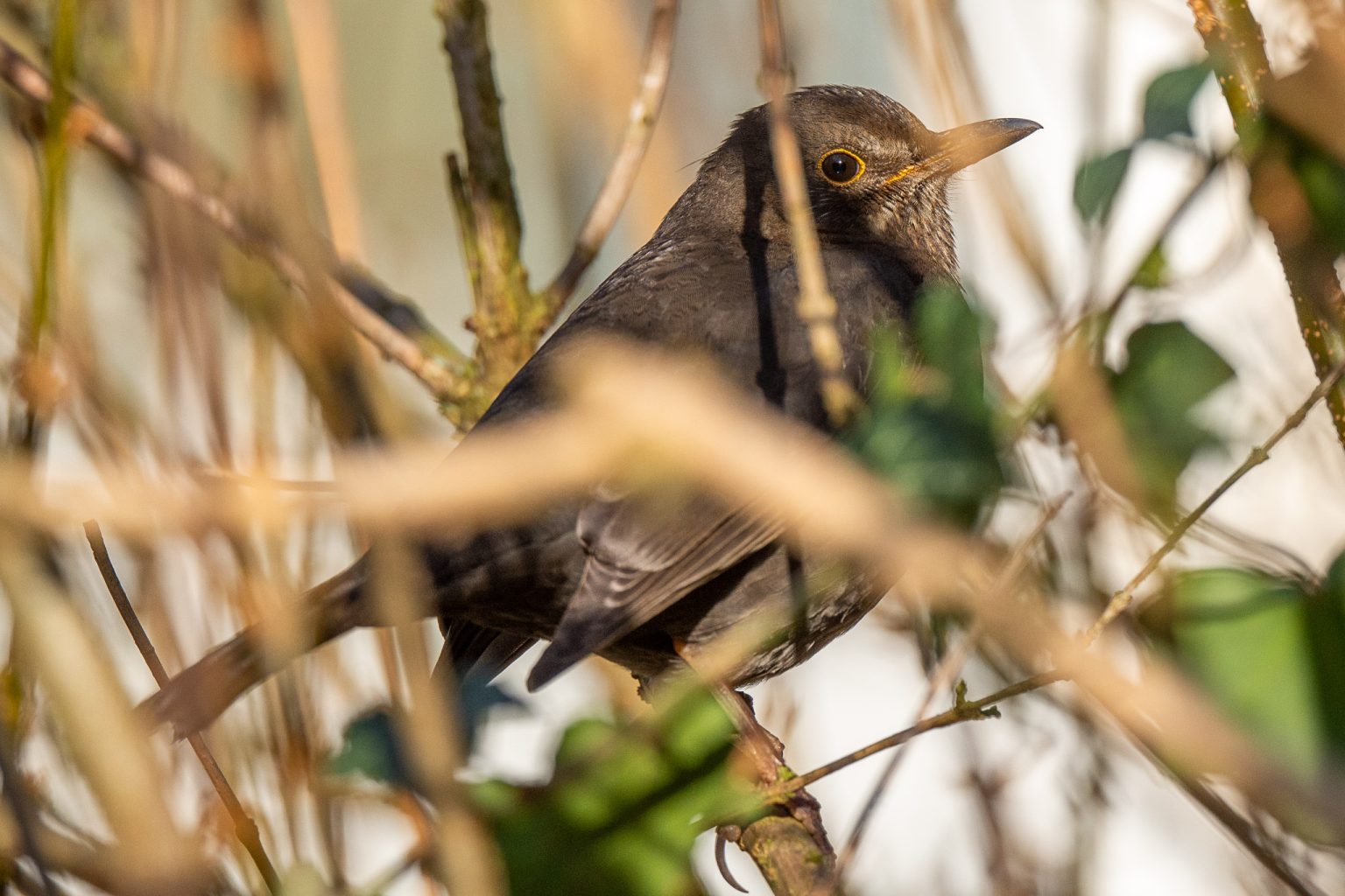 Mislead by Murmurations: Birding Otmoor RSPB, England - 10,000 Birds