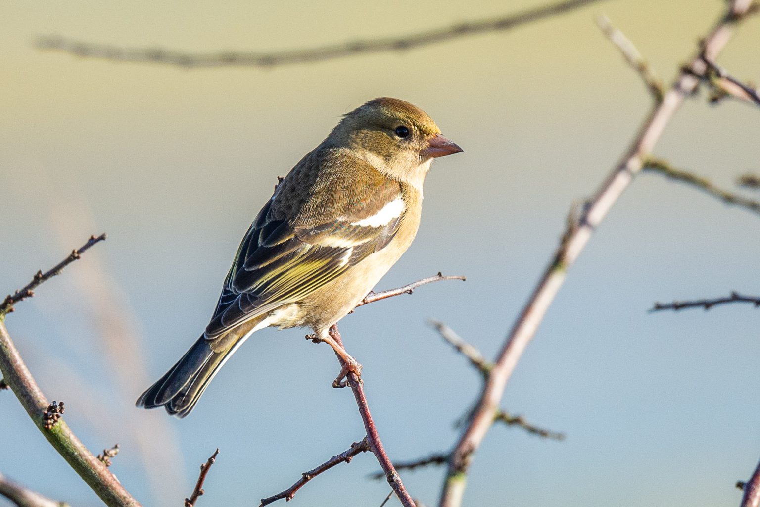 Mislead by Murmurations: Birding Otmoor RSPB, England - 10,000 Birds