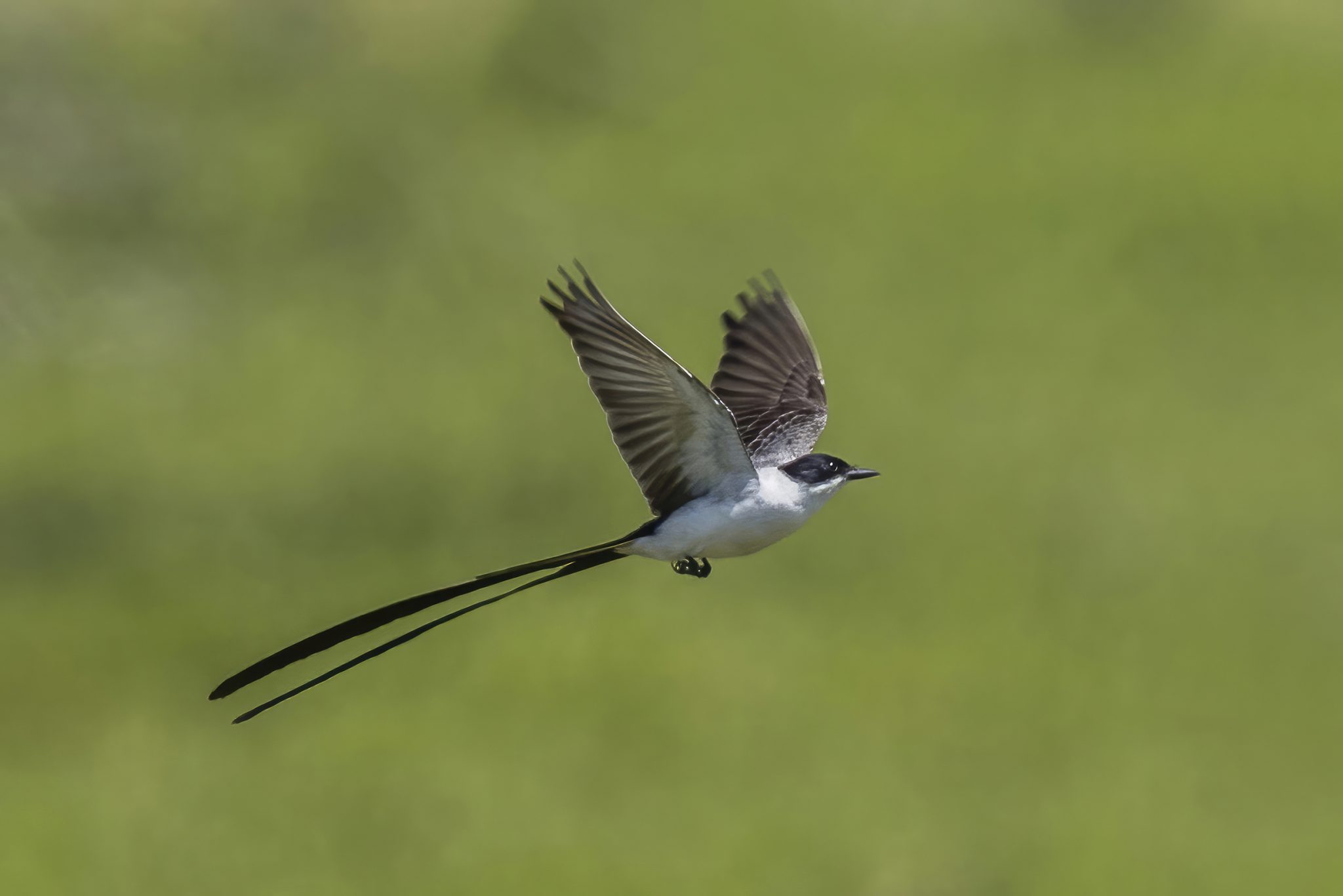 Inspiration from Musings - 10,000 Birds