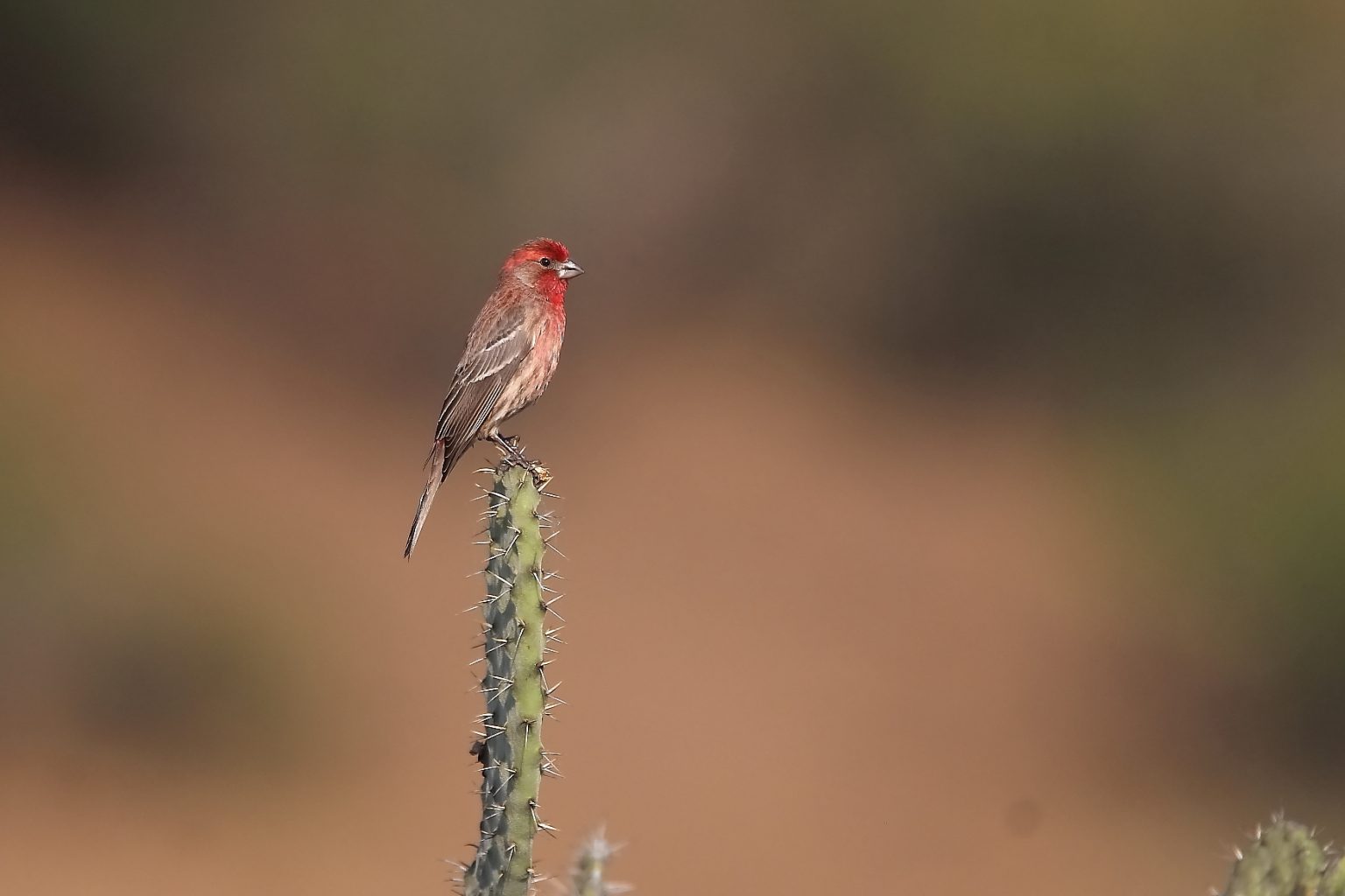 Ninety-three Species - 10,000 Birds