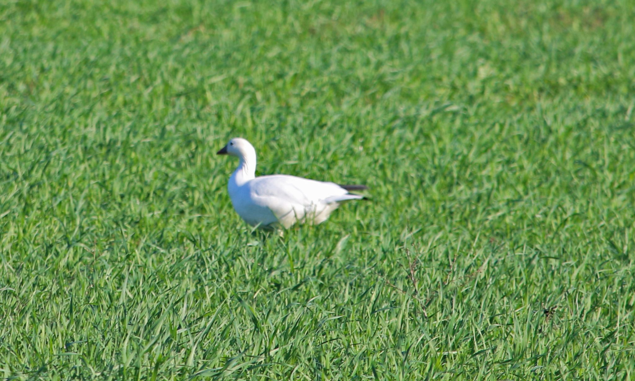 A Ross’s Goose Inspired a Haiku! - 10,000 Birds