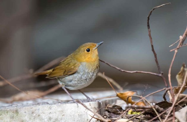 Birding Shanghai in January 2026 - 10,000 Birds