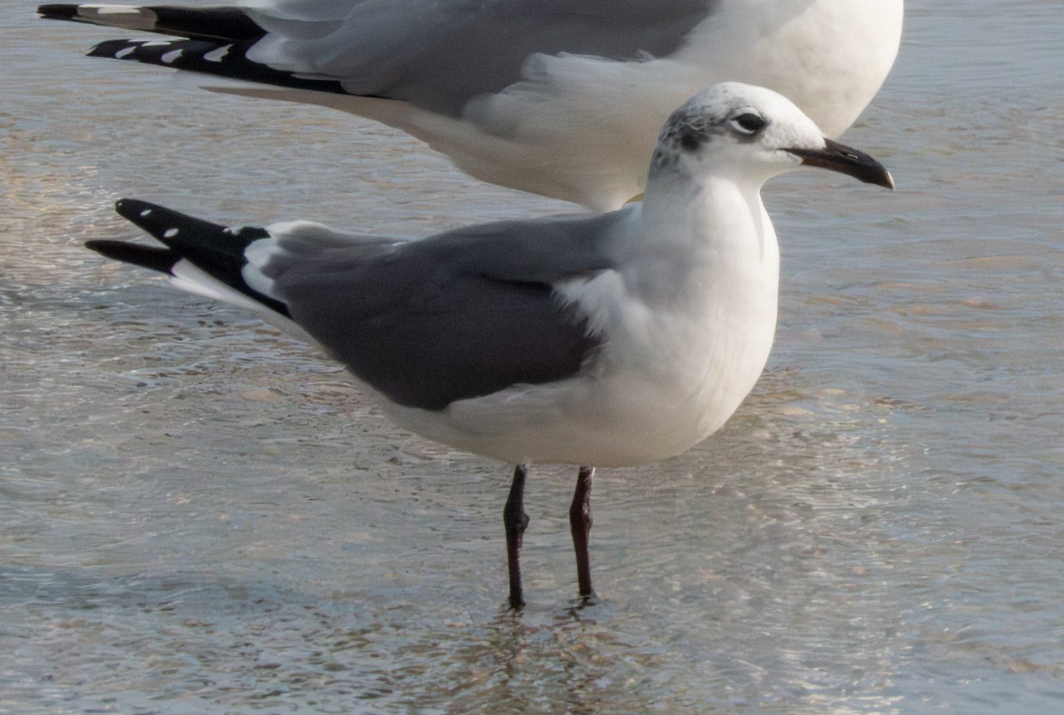 Duck Time - the Rare Black-Headed Gull - 10,000 Birds