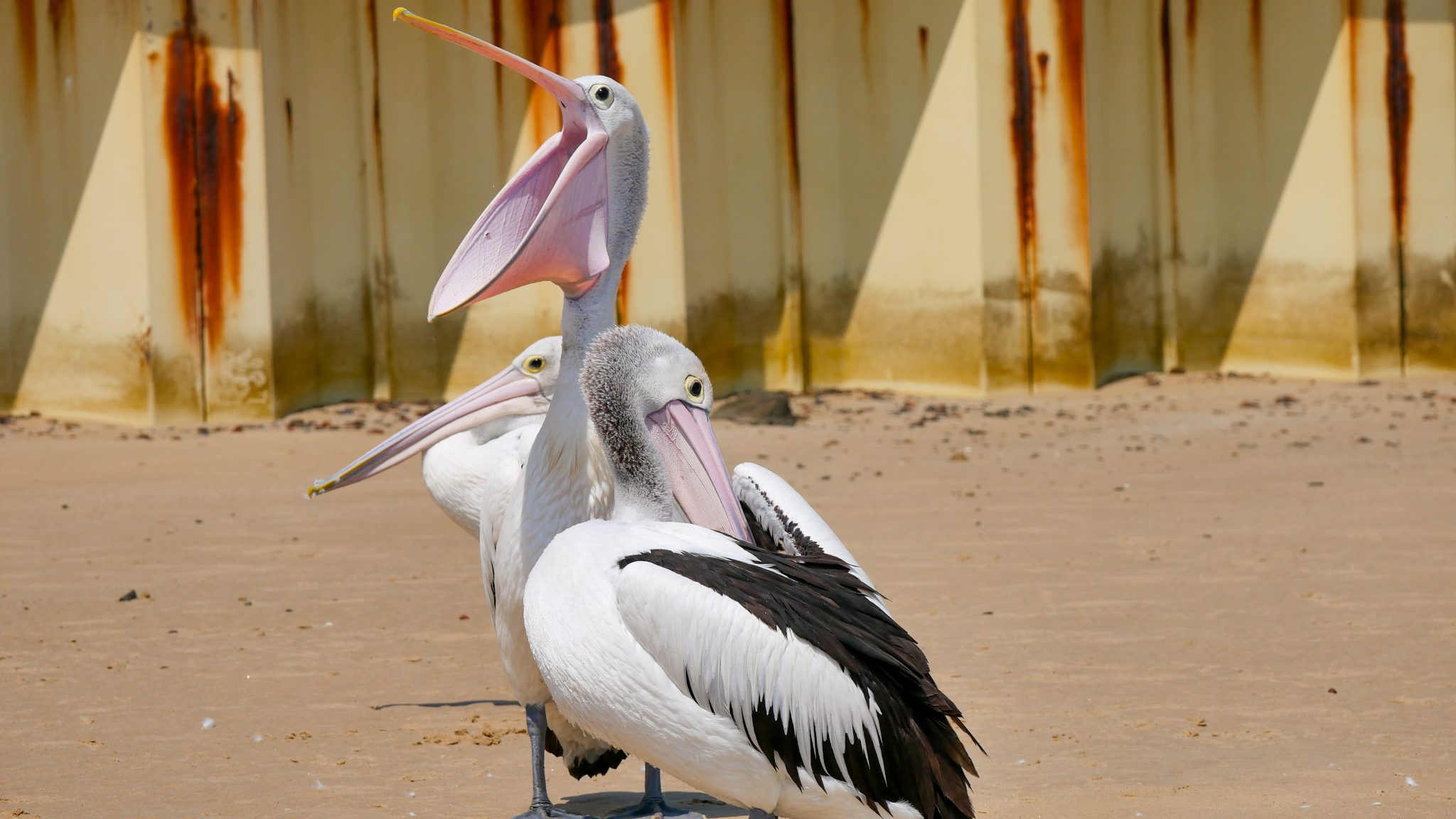 Phillip Island: Where the Little Penguins Come Home - 10,000 Birds