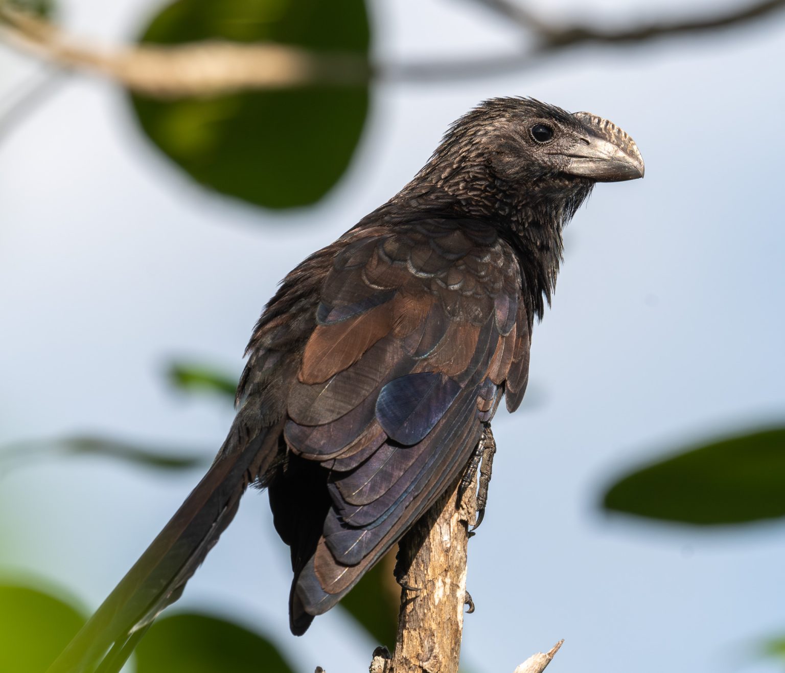 Hannah and Erik Go Birding: One Day in Grand Cayman - 10,000 Birds