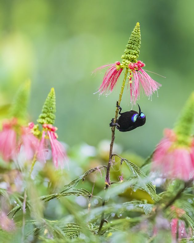 Birding in Bwindi - 10,000 Birds