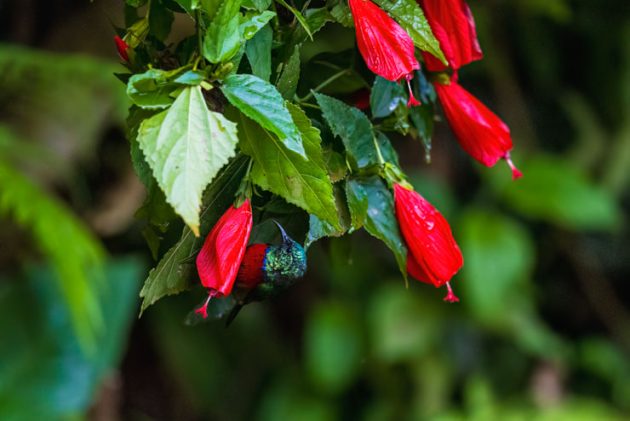 Birding in Bwindi - 10,000 Birds