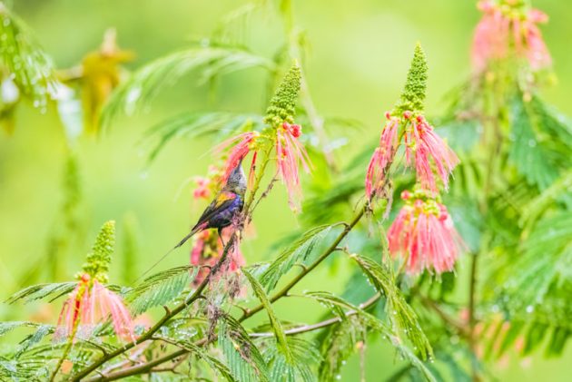 Birding in Bwindi - 10,000 Birds