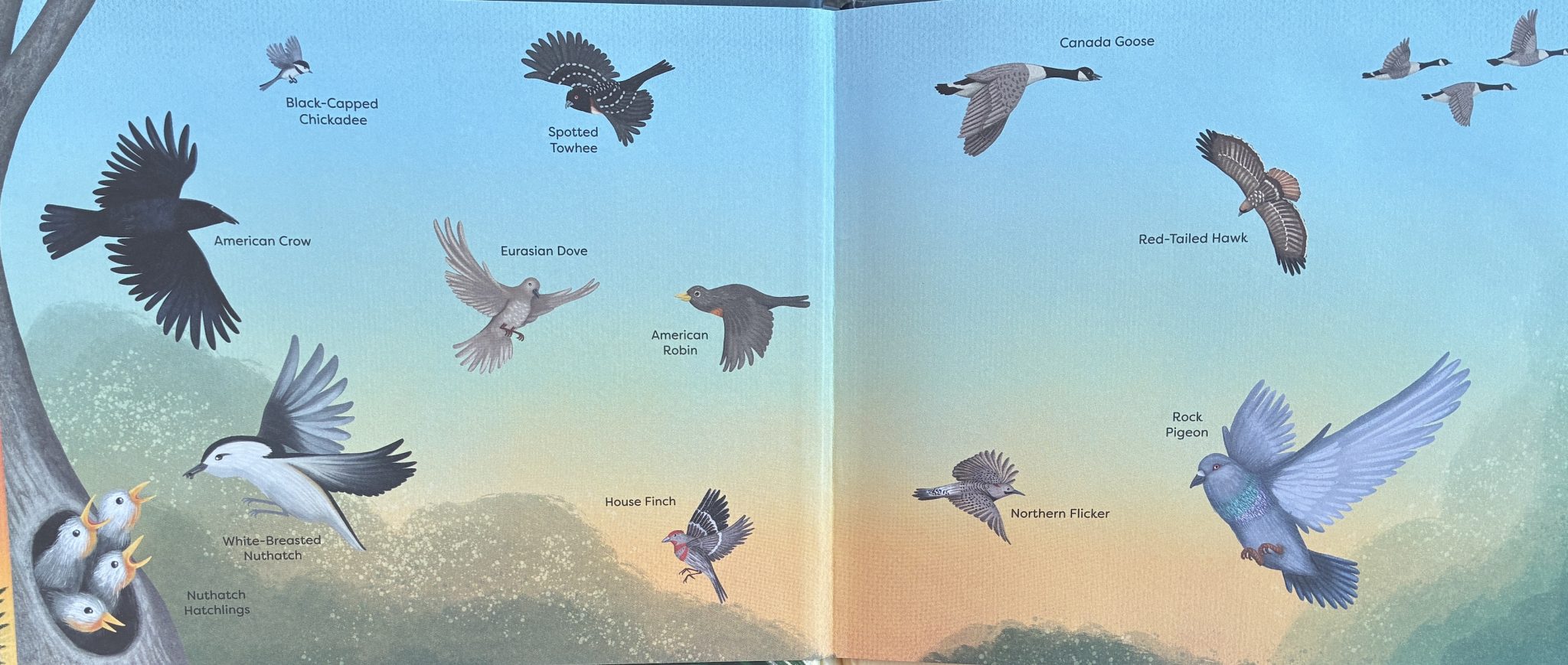 Anyone Else Awake? A KidLit Bird Book Review - 10,000 Birds