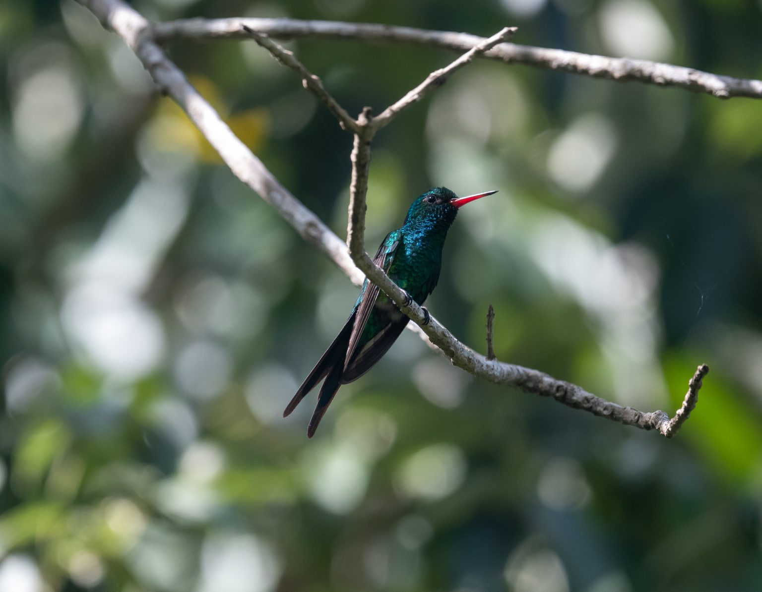 Hannah and Erik Go Birding: Endemic Species in Cozumel - 10,000 Birds