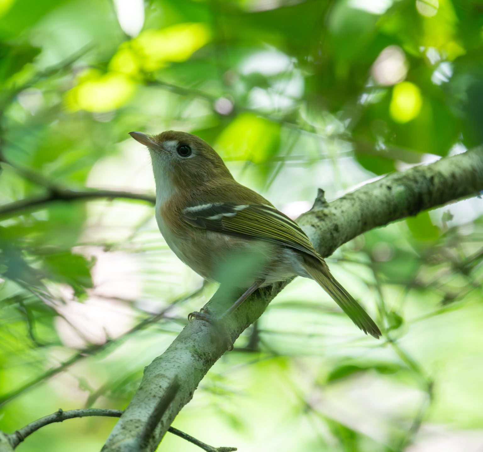Hannah and Erik Go Birding: Endemic Species in Cozumel - 10,000 Birds