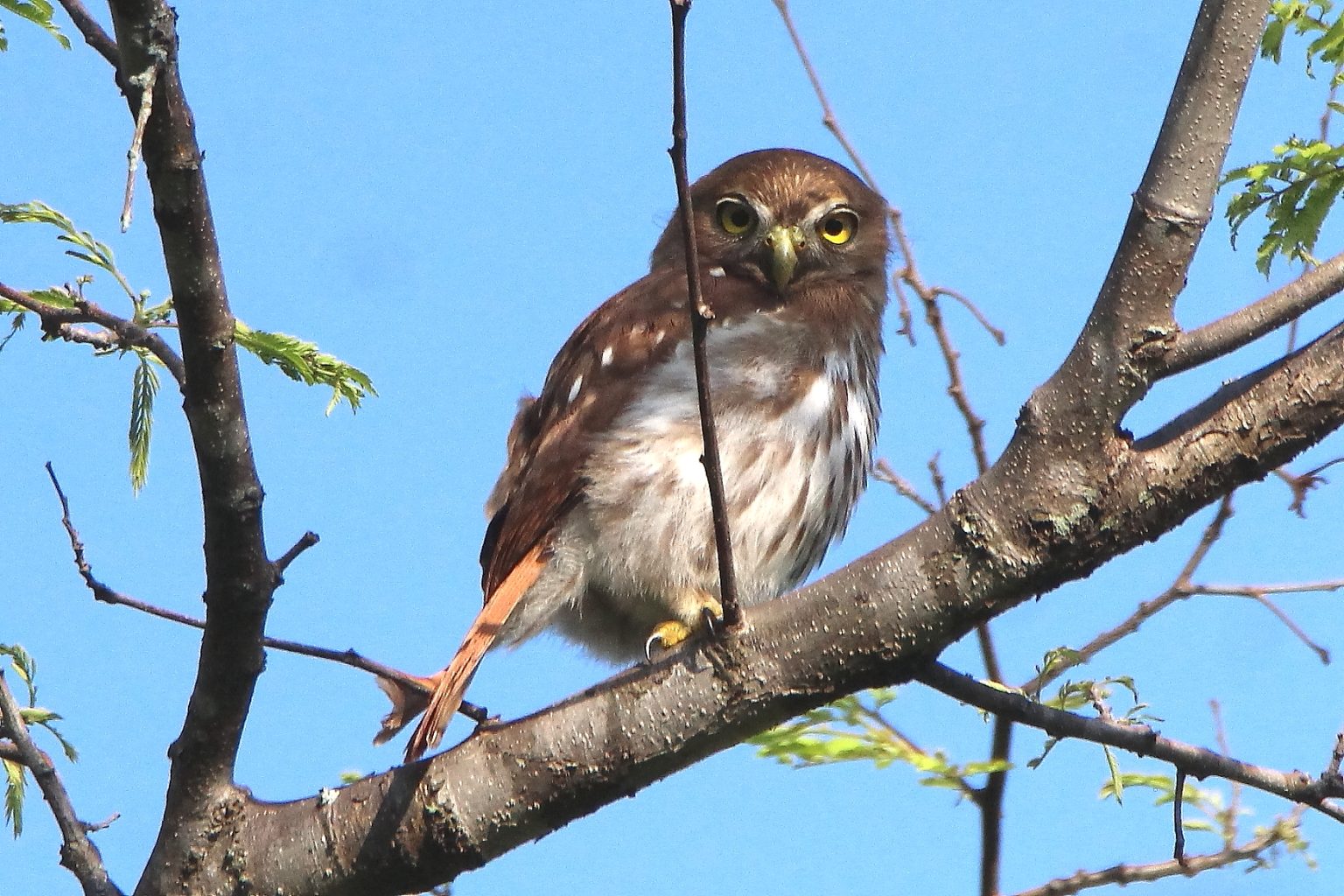 My Case for the Colima Pygmy-Owl - 10,000 Birds