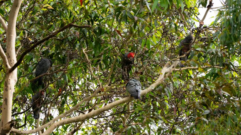 The Year of the Gang-gang Cockatoo - 10,000 Birds