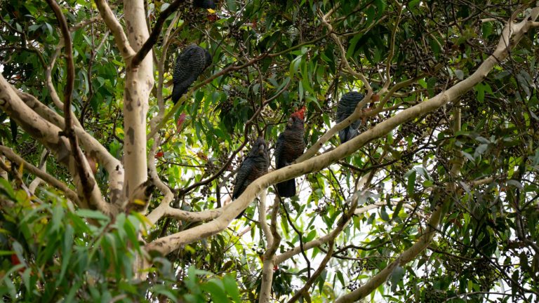 The Year of the Gang-gang Cockatoo - 10,000 Birds