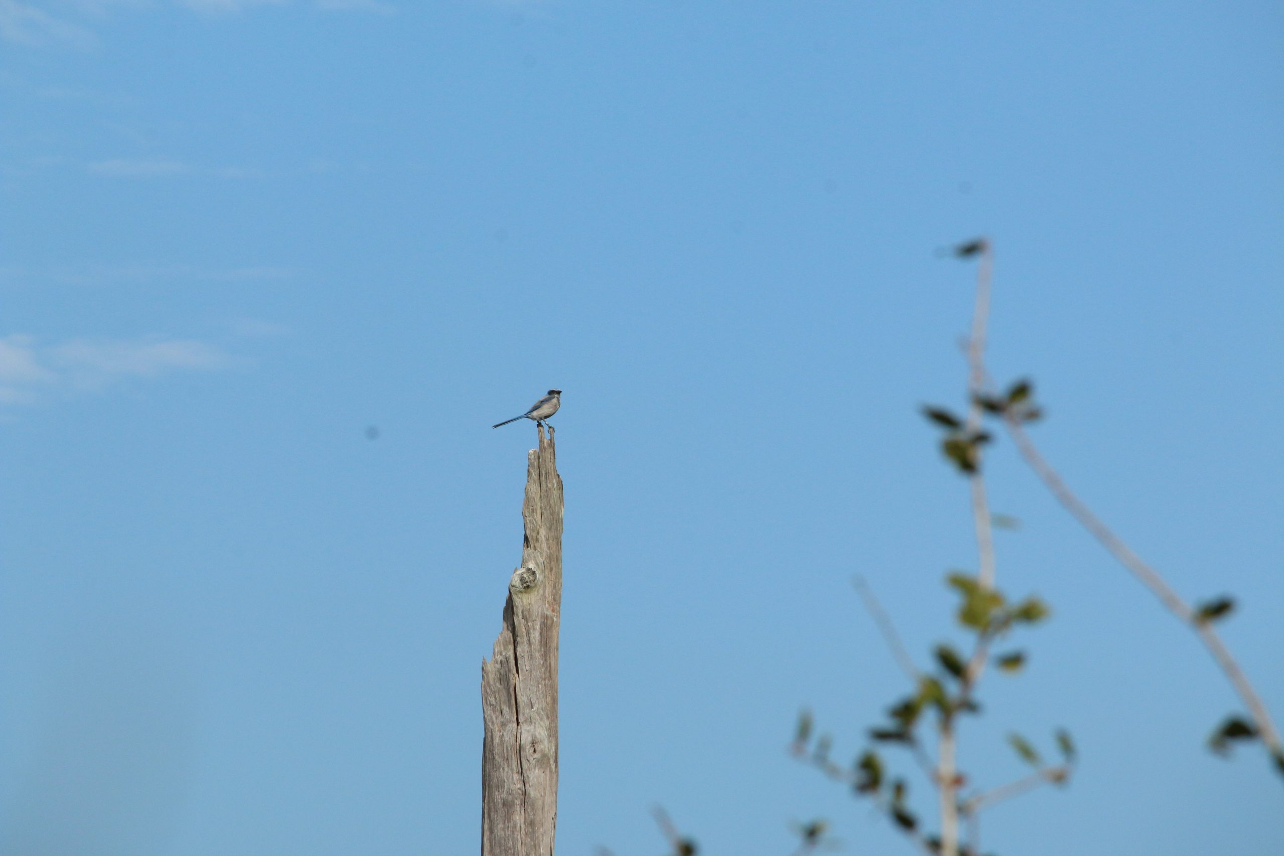 Florida Scrub-Jay: Poem - 10,000 Birds