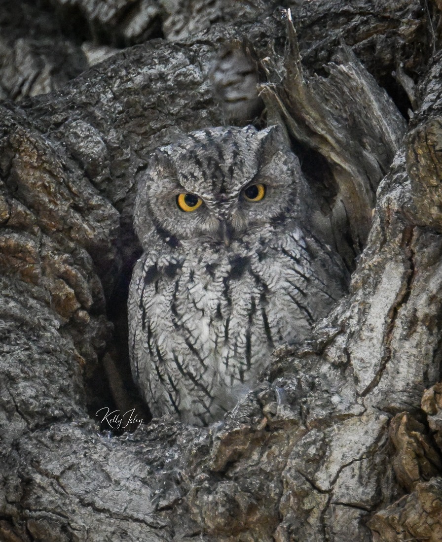 How to Find the Small and Fierce Western Screech Owl - 10,000 Birds