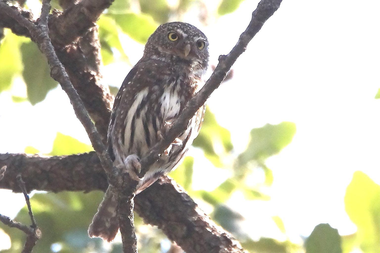 My Case for the Colima Pygmy-Owl - 10,000 Birds