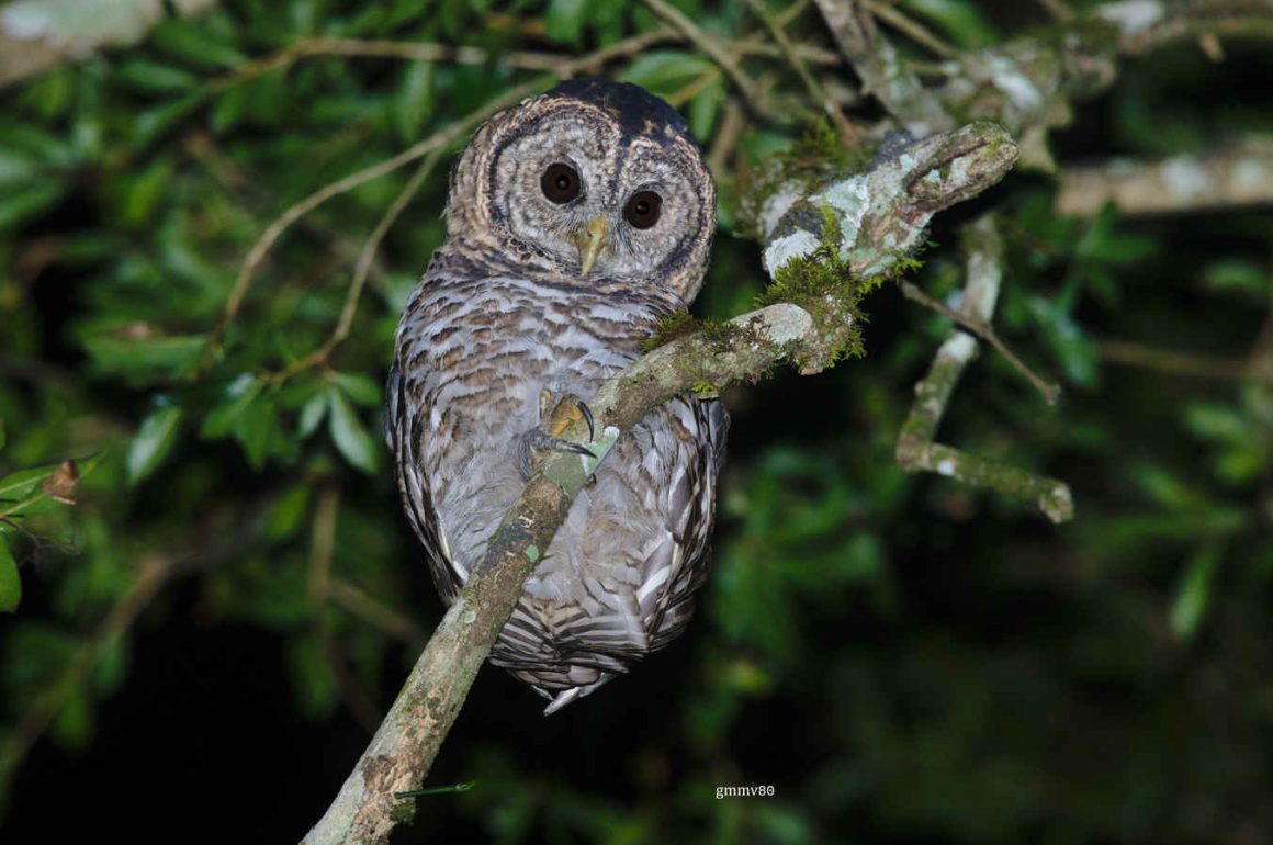 Bird Guides of the World – Guillermo Menéndez, Paraguay - 10,000 Birds