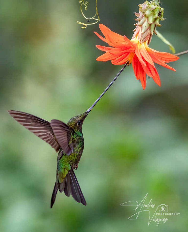 Bird Guides of the World: Andres Vasquez Noboa, Ecuador - 10,000 Birds