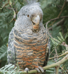 The Year of the Gang-gang Cockatoo - 10,000 Birds