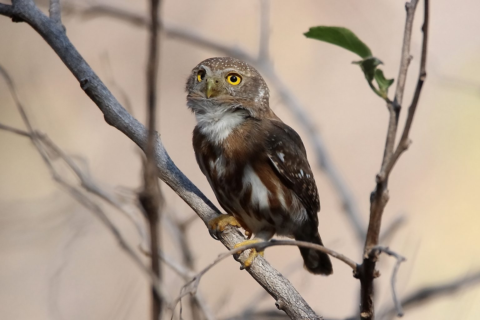 My Case for the Colima Pygmy-Owl - 10,000 Birds