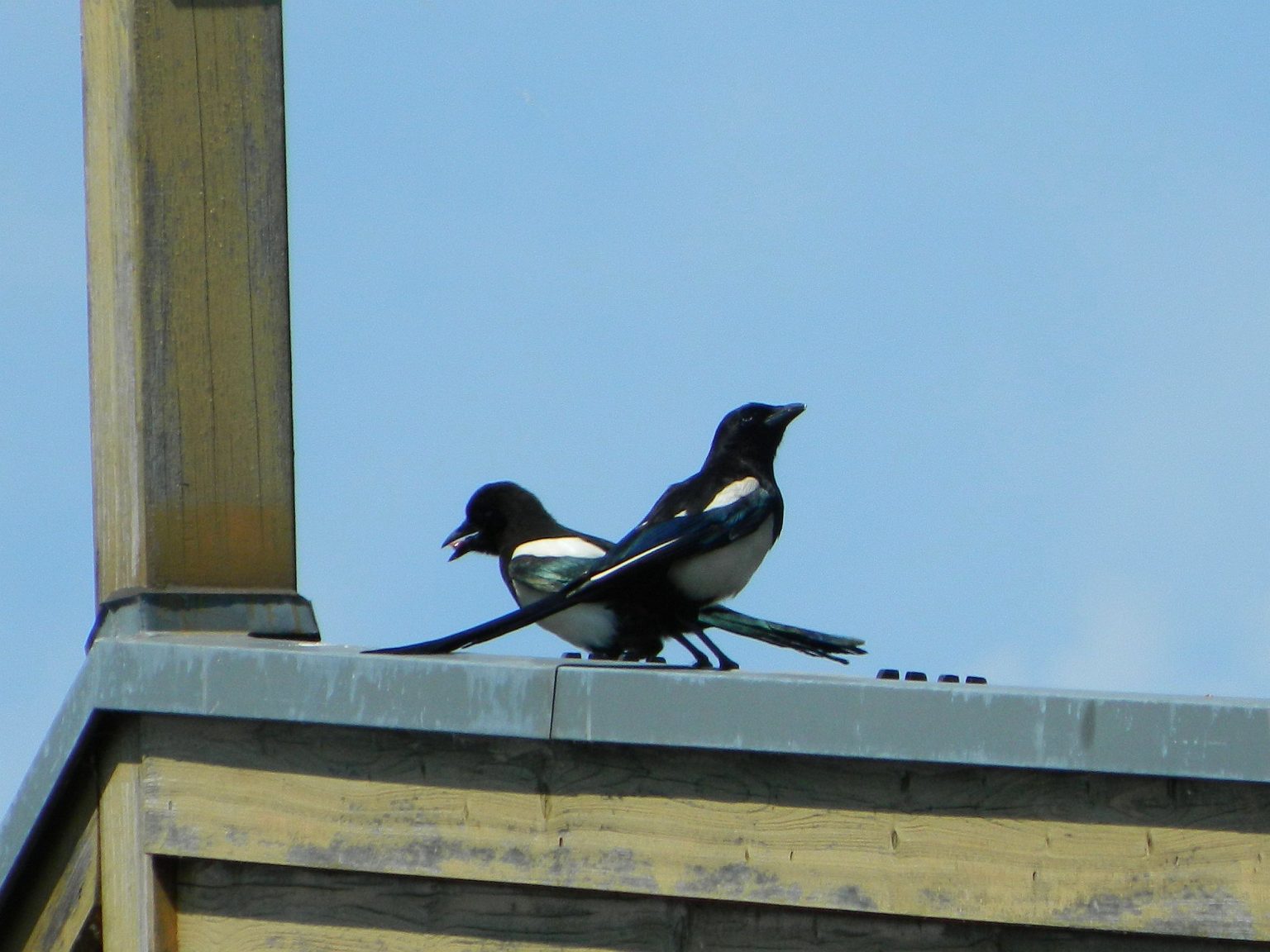 Mostly Magpies: Winter Birding in the Bavarian Alps - 10,000 Birds