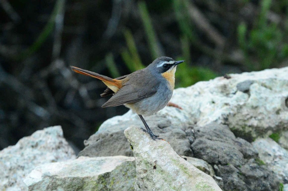 Western Cape-South Africa - Profile for Birders - 10,000 Birds