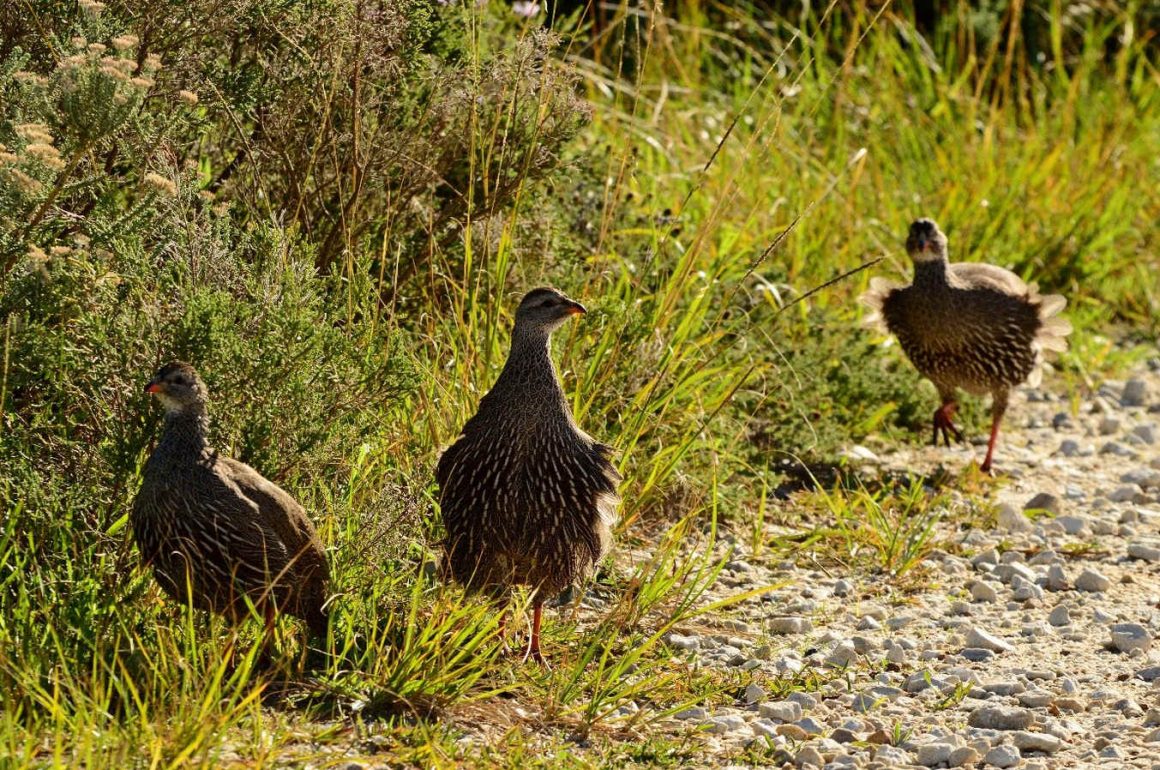 Western Cape-South Africa - Profile for Birders - 10,000 Birds