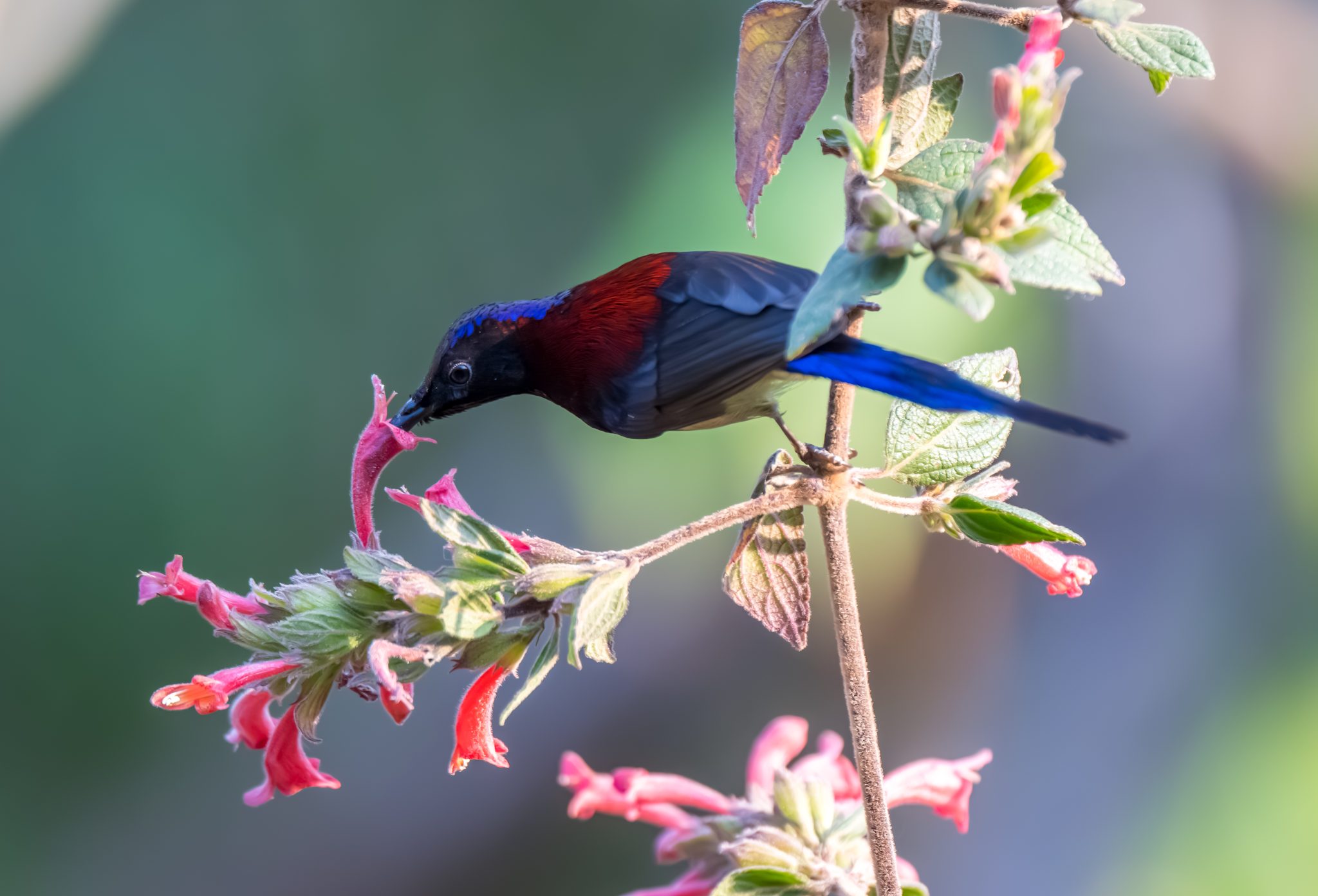 Species Spotlight: Black-throated Sunbird - 10,000 Birds