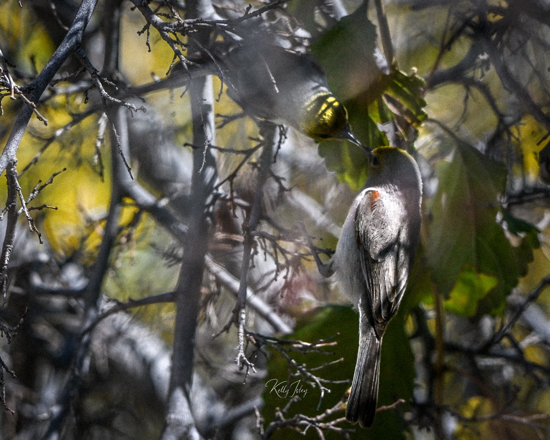 Species Spotlight: The Verdin’s Desert World - 10,000 Birds