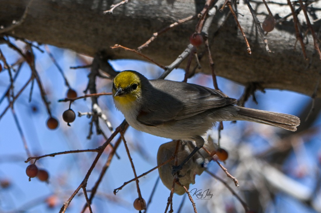 Species Spotlight: The Verdin’s Desert World - 10,000 Birds