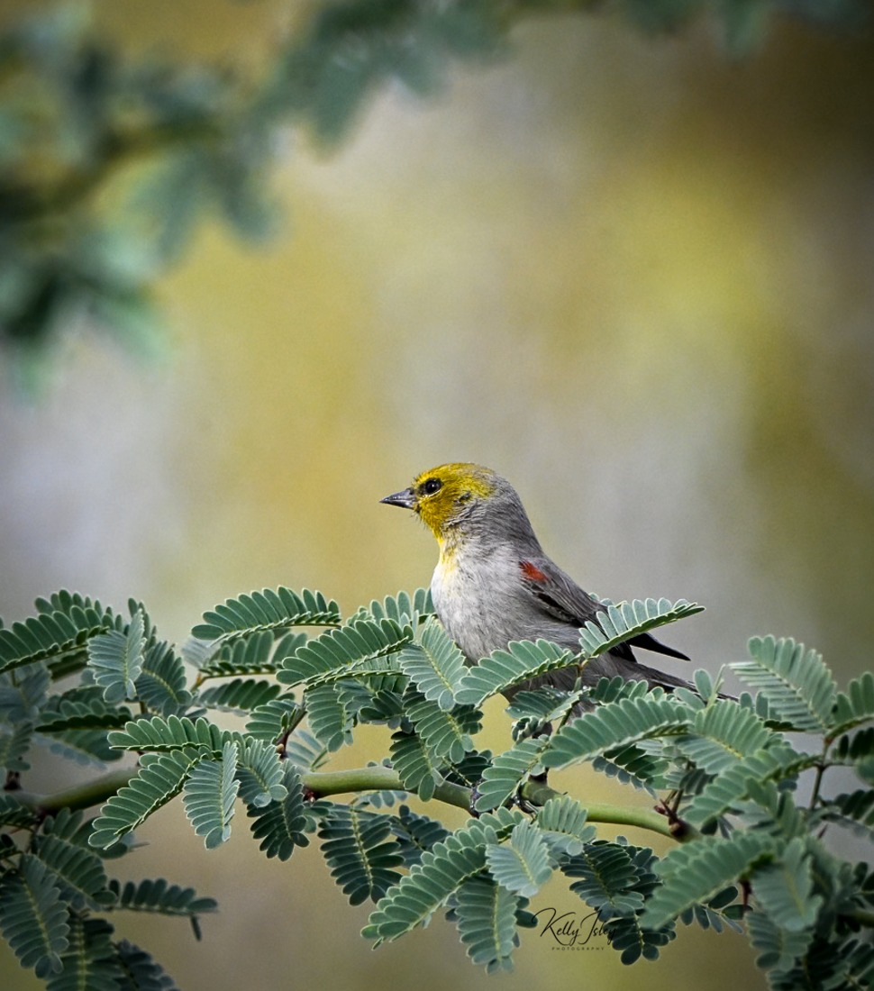 Species Spotlight: The Verdin’s Desert World - 10,000 Birds